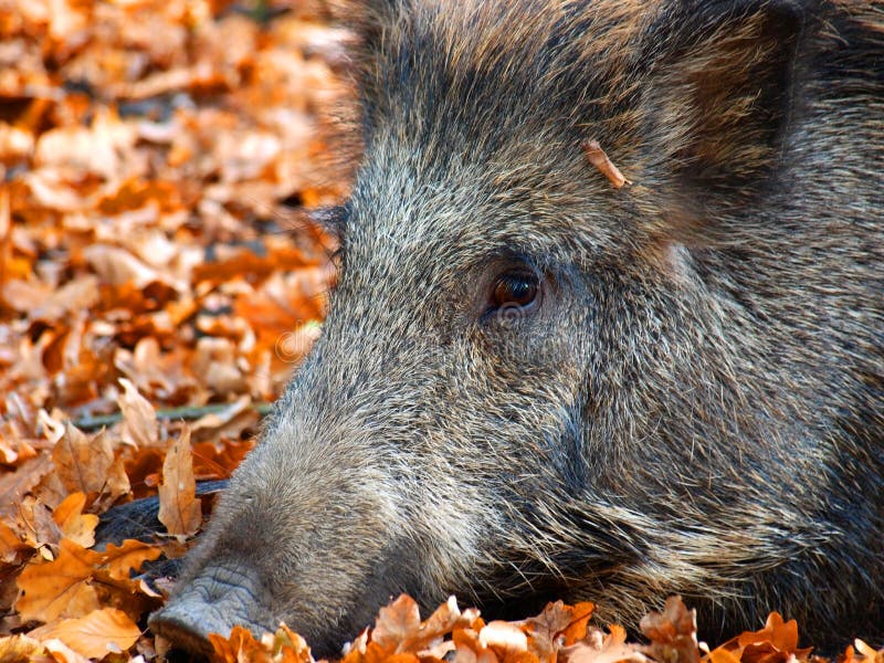 Verrat photo stock. Image du verrat - 8410162