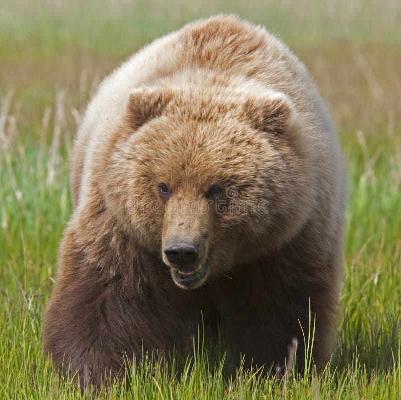 Pistes D'Alaska D'ours Brun Photo stock - Image du boueux, pied: 12598116
