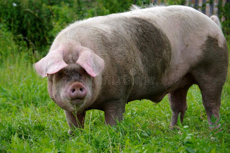 Verrat de porc photo stock. Image du stylo, cheveu, nourriture - 32342312