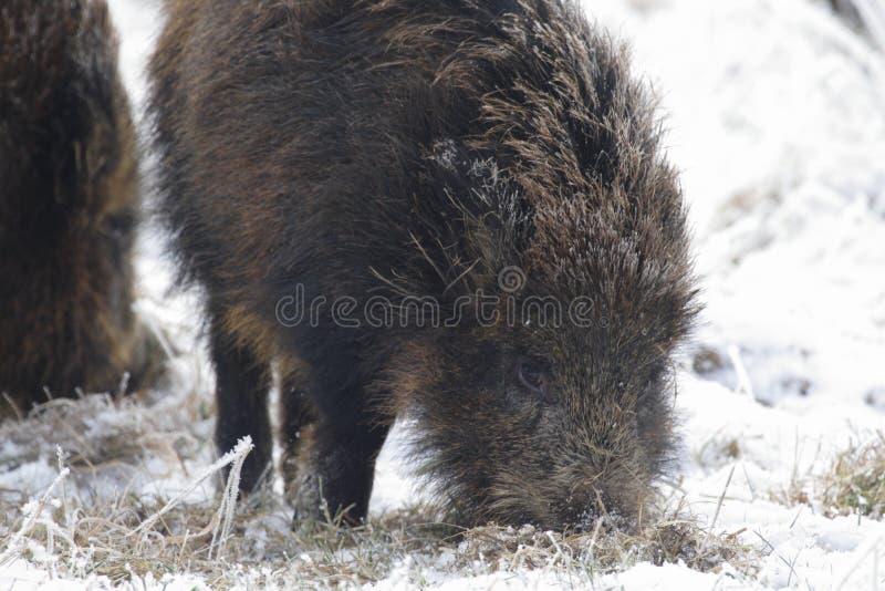 Verrat sauvage image stock. Image du fermer, hiver, mammifère - 9051147
