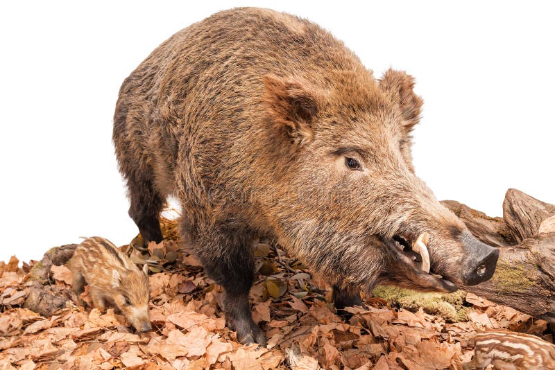 Verrat vivant sur le blanc photo stock. Image du bétail - 94924360