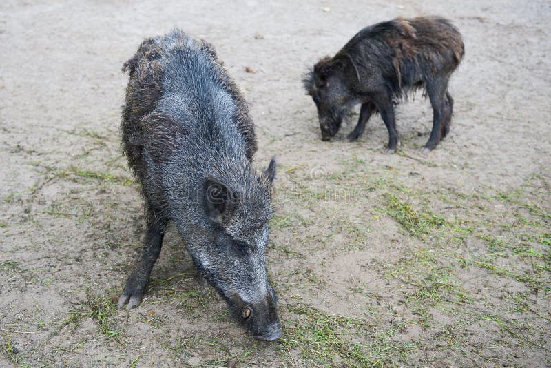 Warthog photo stock. Image du verrats, animal, nature - 10885174