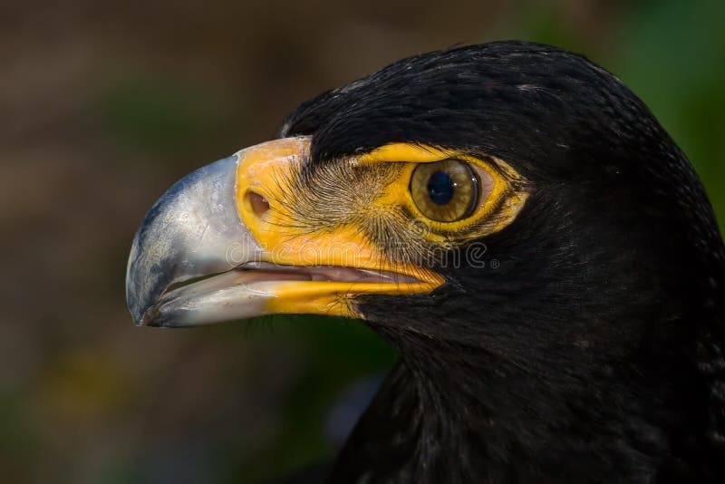 Verreaux s Eagle stock image. Image of nature, wilderness - 11270281