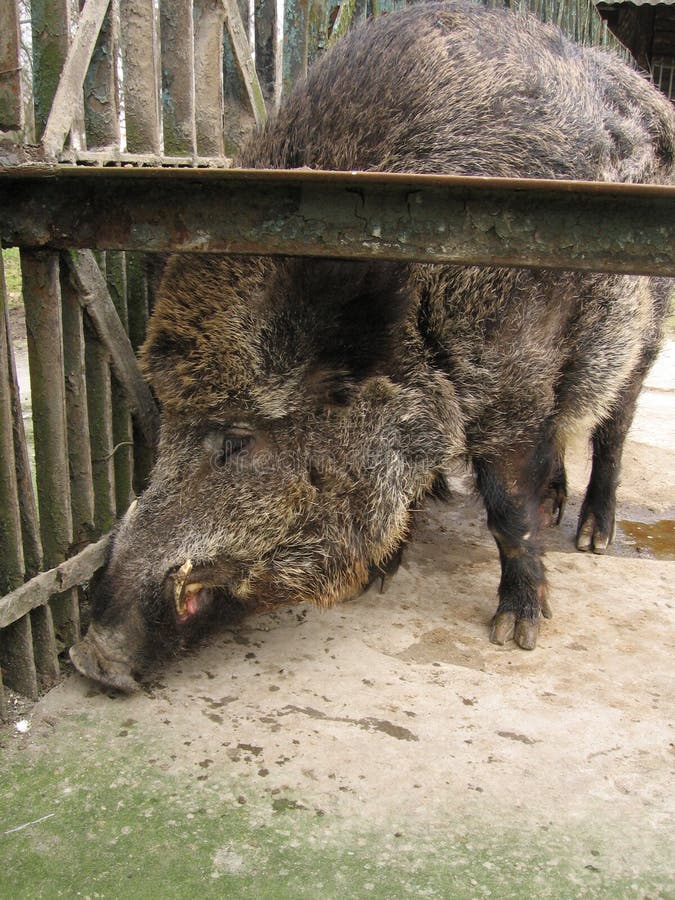 Verro fotografia stock. Immagine di stanco, verro, gabbia - 126031086