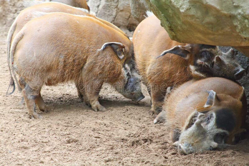 Verro fotografia stock. Immagine di selvaggio, bianco - 23155014