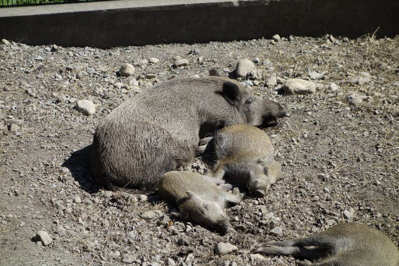 Verro immagine stock. Immagine di maiale, liberamente - 33021131
