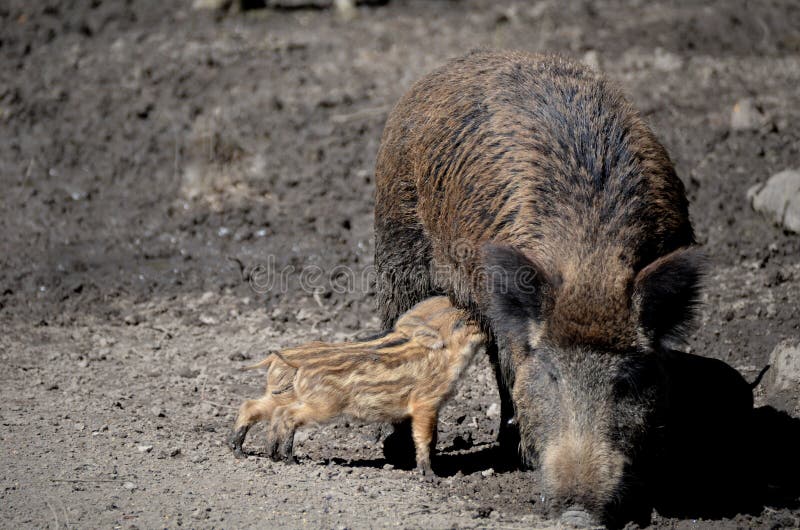 immagini di riserva di Verro - la sovranità di download 19,464 libera ...