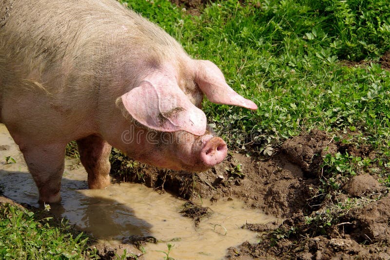 Verro del maiale fotografia stock. Immagine di industria - 32342312