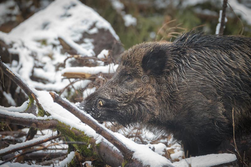 Verro di Snowy fotografia stock. Immagine di duro, germania - 68520946