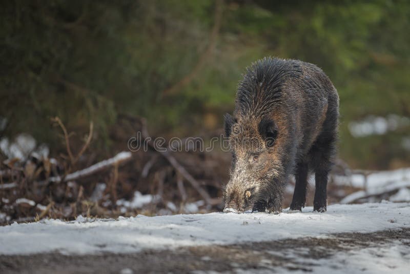 Verro Maschio Sulla Pista Della Foresta Immagine Stock - Immagine di ...