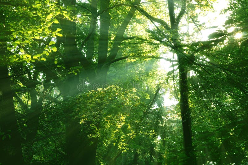 Verrukt Bos stock foto. Image of surrealistisch, bladeren - 7620688