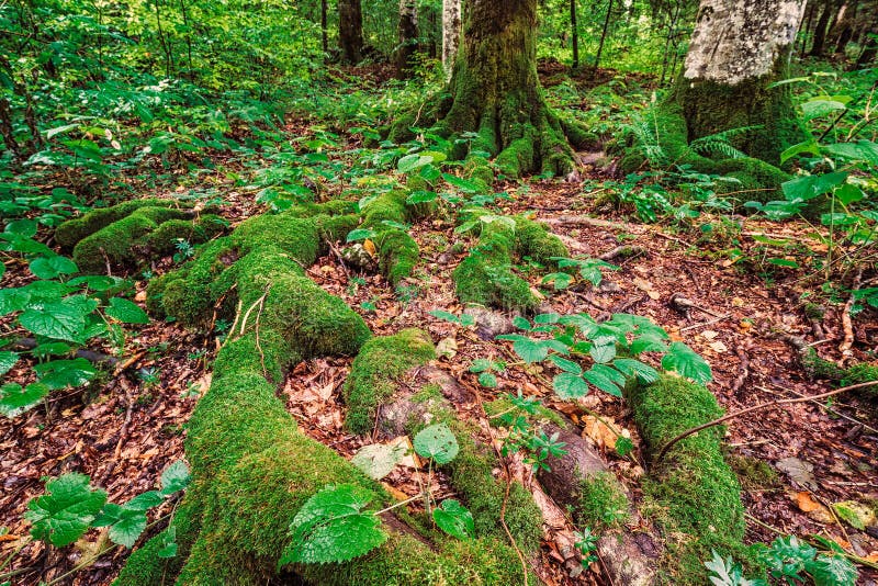 Verrukt bos stock afbeelding. Image of grond, schoonheid - 85965043