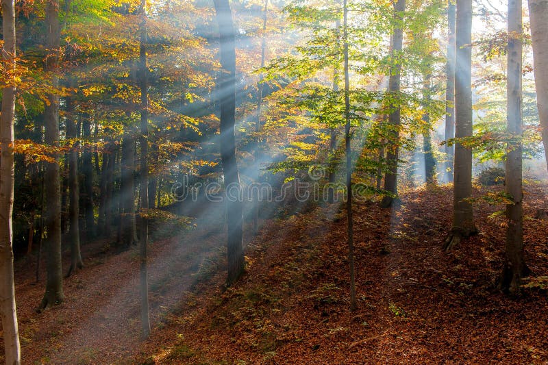 Verrukt hout stock foto. Image of zonnestralen, zonsopgang - 104883748