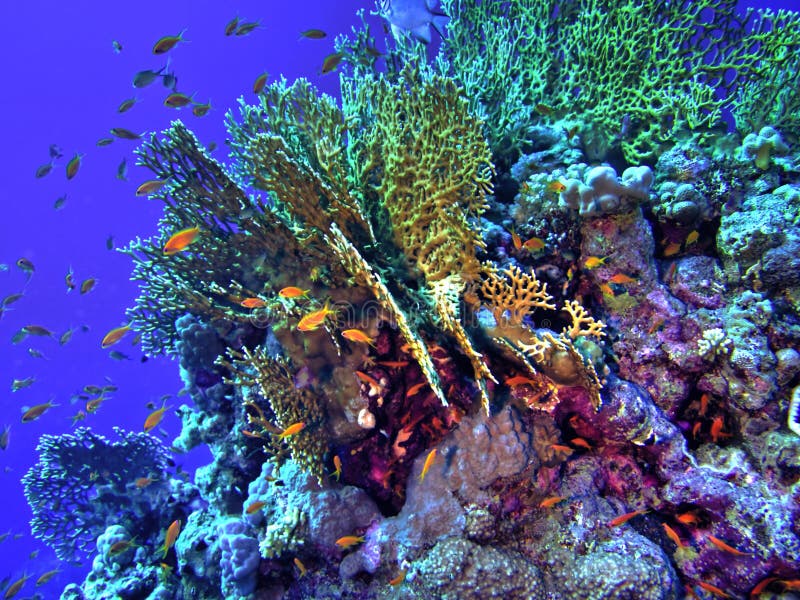 Versão do recife coral/HDR foto de stock. Imagem de egipto - 10345482