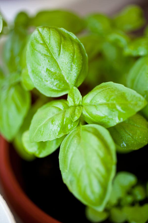 Basilicum - Ocimum Basilicum Stock Foto - Image of aromatisch, groen ...