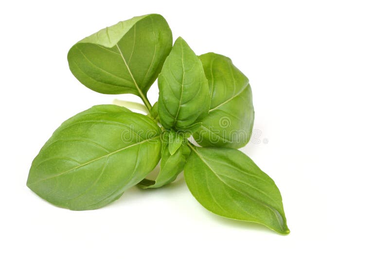 Vers basilicum stock foto. Image of blad, organisch, vers - 6797604
