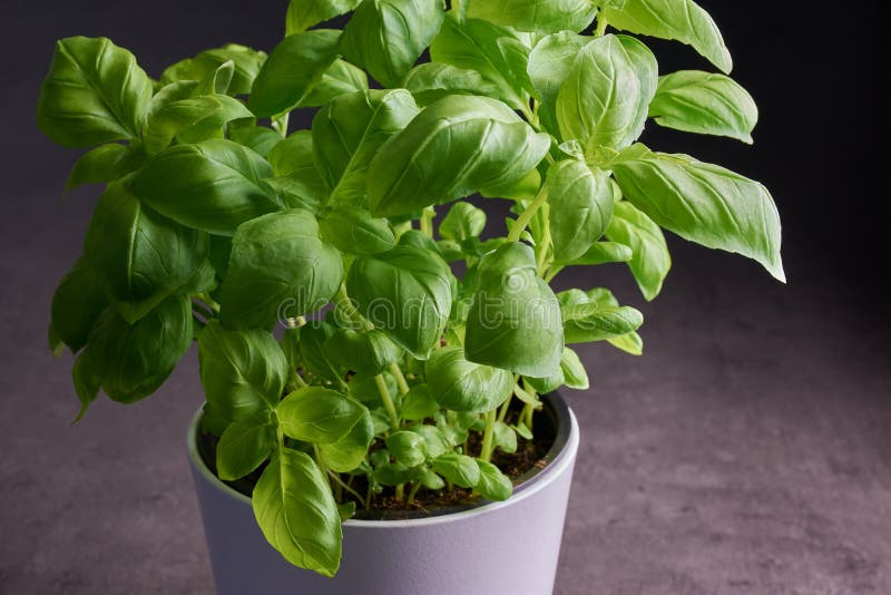 Vers Basilicum in Een Witte Bloempot Stock Foto - Image of sluit, bloem ...