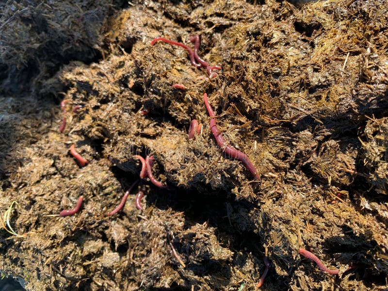 Vers dans le fumier image stock. Image du contaminants - 203232917