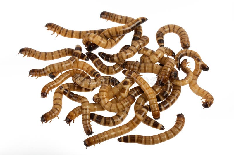 Vers de farine image stock. Image du insecte, blanc, nature - 9939199