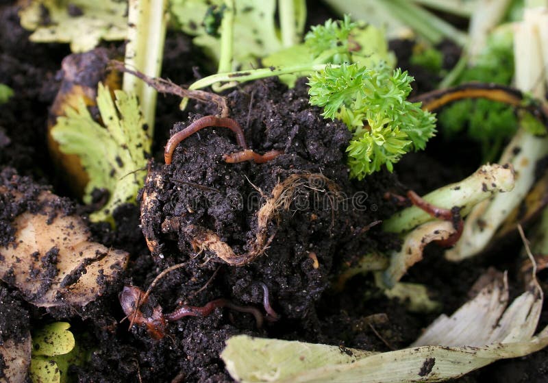 Vers De Terre Dans Le Coffre De Compost Image stock - Image du ...