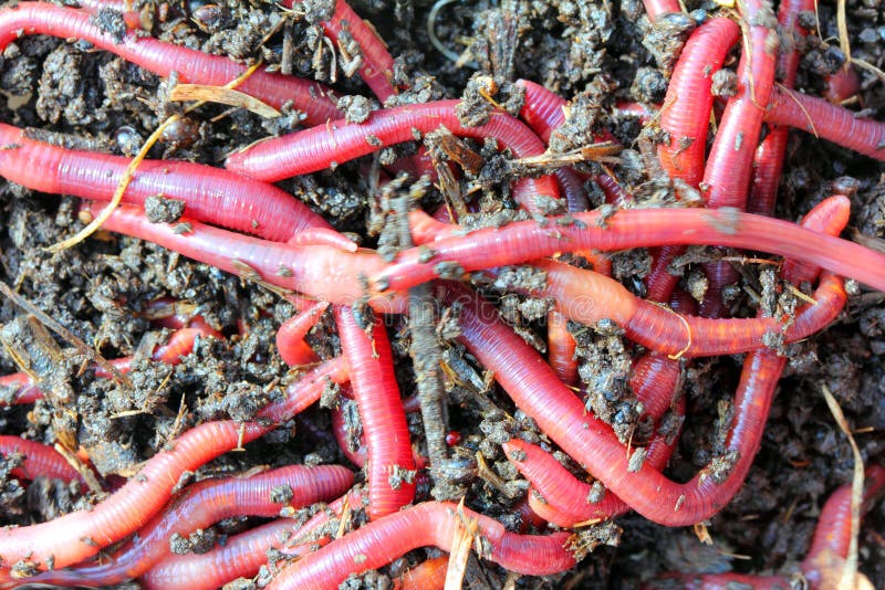 2,273 Photos de Dung Compost - Photos de stock gratuites et libres de ...