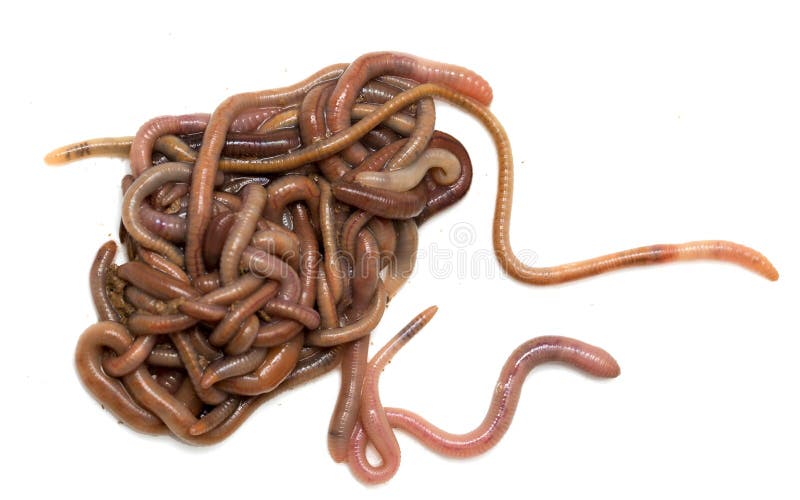 Vers De Terre Macro Photos Stock - Téléchargez 1,555 Photos libres de ...
