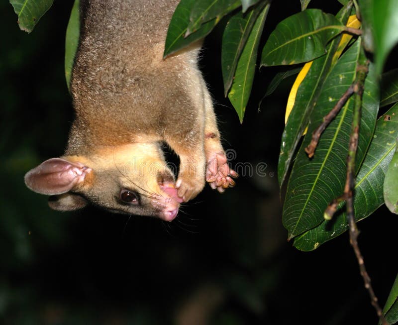 Tarsier Spectral, Spectre De Tarsius, Portrait Du Mammifère Nocturne ...