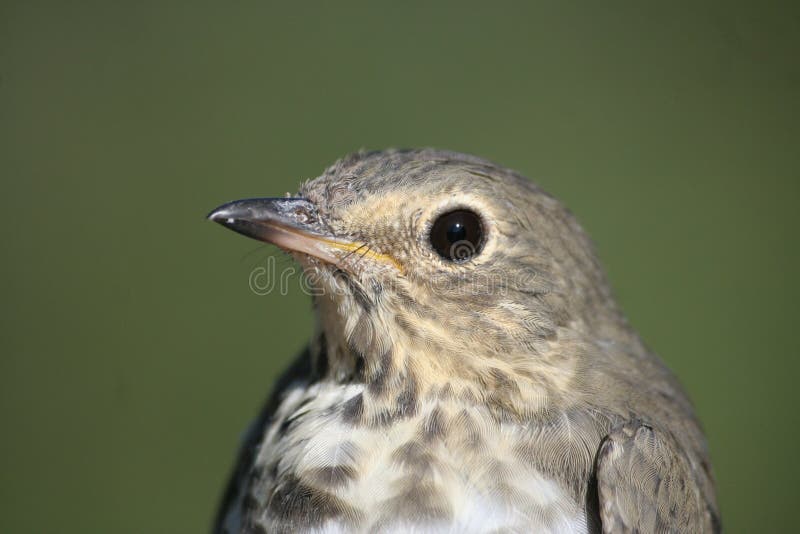 Vers Le Haut De La Fin Avec La Grive Grise-Cheeked Image stock - Image ...