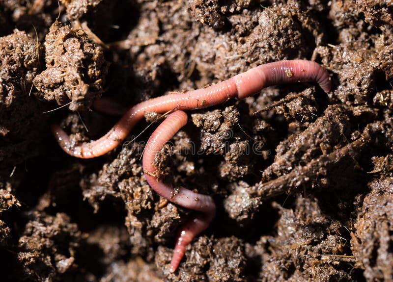 Vers De Terre Rouges En Compost Image stock - Image du nature ...