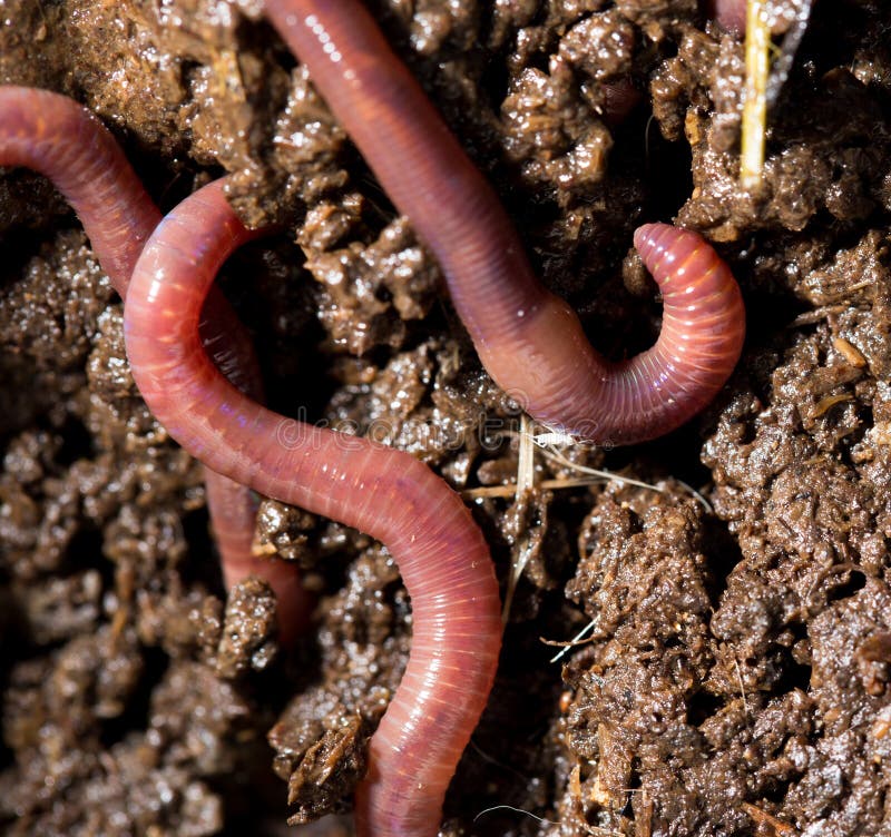 Vers Rouges Dans Le Macro De Compost Image stock - Image du earthworm ...