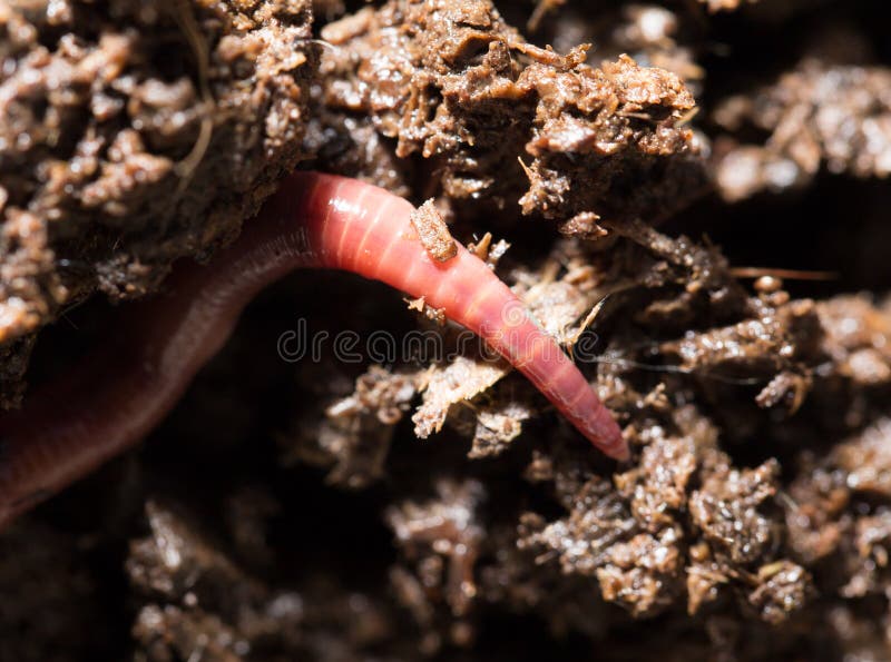 Vers Rouges Dans Le Macro De Compost Image stock - Image du heap ...