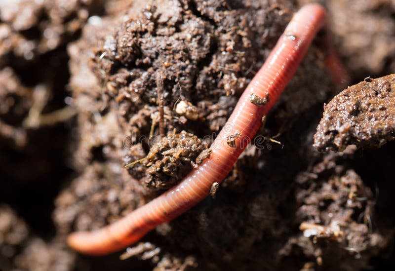 Vers Rouges Dans Le Macro De Compost Image stock - Image du heap ...