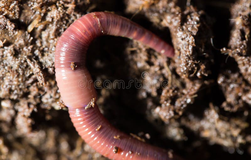 Vers Rouges Dans Le Macro De Compost Image stock - Image du heap ...