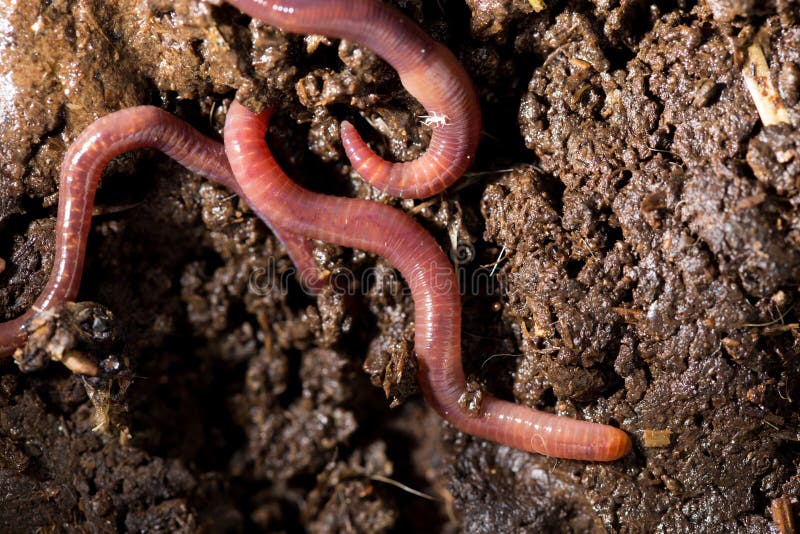 Vers De Terre Rouges En Compost Image stock - Image du nature ...