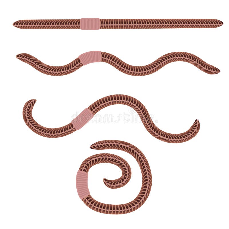 Vers Rouges De La Terre Animale Illustration de Vecteur - Illustration ...