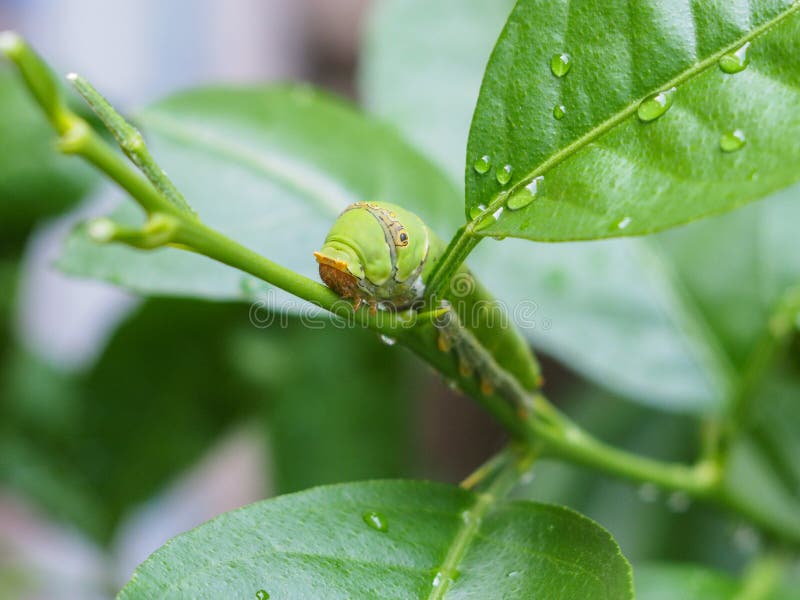 Vers Verts Sur La Feuille Verte Photo stock - Image du jardin, animal ...