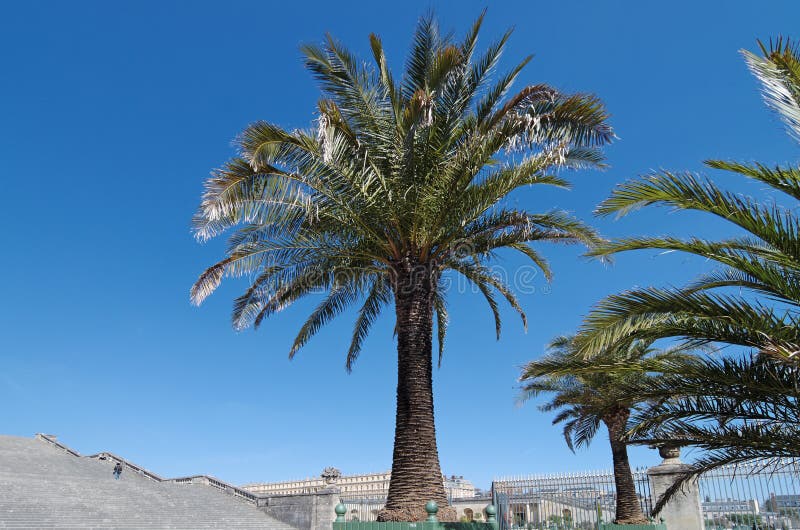 Palm Tree Shade on Cyprus Coast Stock Photo - Image of palm, outdoor ...