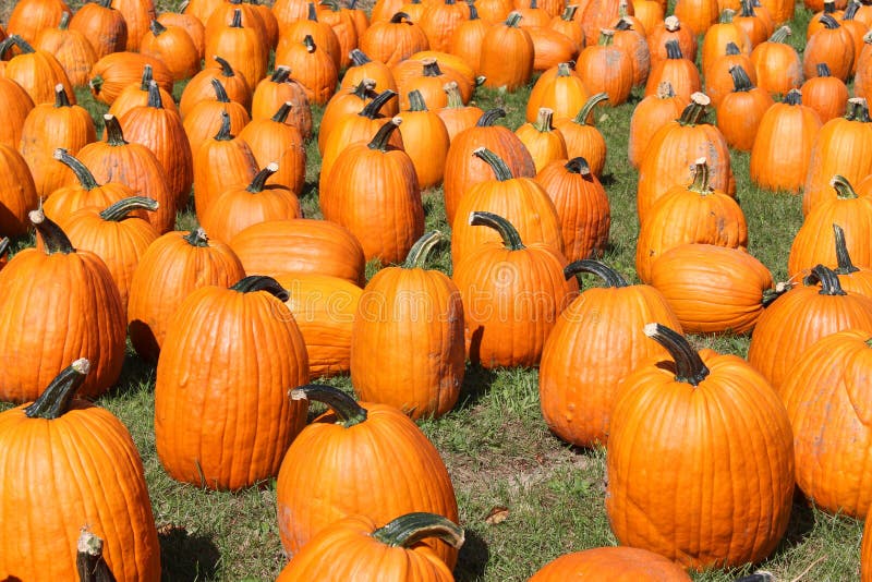 Wunderbare Kürbise, Glanz in Den Hellen Farben Stockbild - Bild von ...