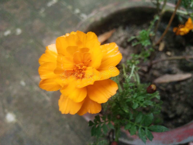 The Versatile Genda in My Garden Stock Photo - Image of versatile ...