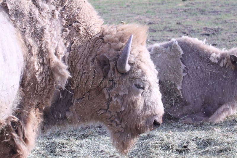 Weißer Bison stockbild. Bild von heilig, bison, geistig - 90979747