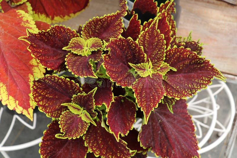 Verschaffelt Coleus is a Large Plant with Large Leaf Plates Stock Image ...