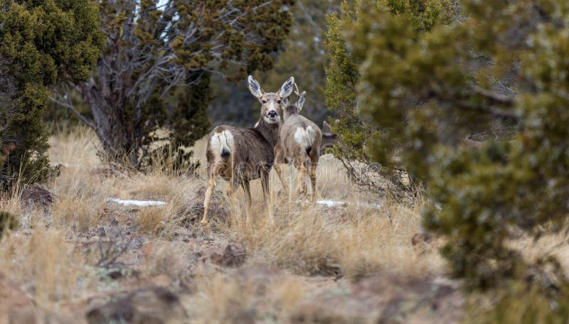 Muilezel stock afbeelding. Afbeelding bestaande uit lelijk - 1026697