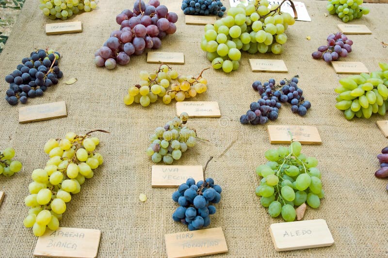 Verschiedene Arten Der Trauben Stockbild - Bild von diät, variante: 6490741