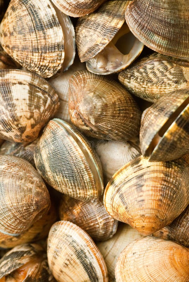 Verschiedene rohe Muscheln stockfoto. Bild von vertikal - 22599198