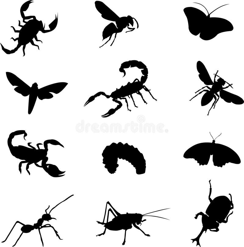 Verschiedene Typen Der Insekte Vektor Abbildung - Illustration von ...