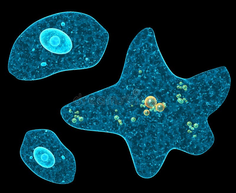 Amoebe Op Zwarte Achtergrond Stock Illustratie - Illustration of amoebe ...