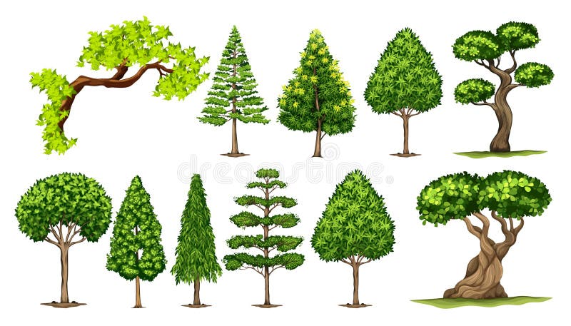Verschillende Soorten Bomen Vector Illustratie - Illustration of ...