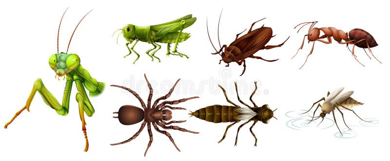 Verschillende Soorten Insecten Vector Illustratie - Illustration of ...