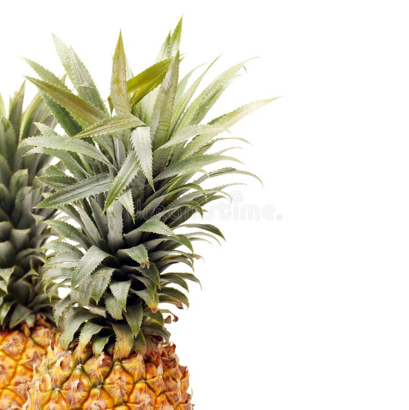 Verse Ananas stock afbeelding. Image of installatie - 102183787