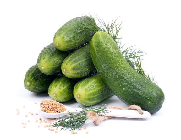 Verse augurk stock afbeelding. Image of installatie, augurk - 30469035